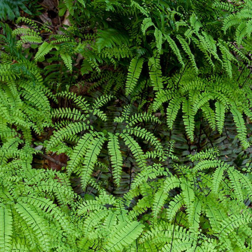 Native Plants - Ferns for Sale in Michigan | New Leaf Natives