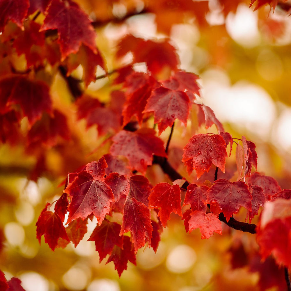 Native Plants - Trees, Shrubs, & Vines for Sale in Michigan | New Leaf ...