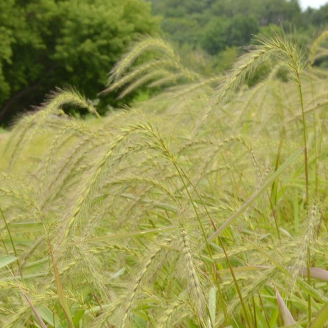 Elymus riparius - Riverbank Wild Rye - 38 Plug Tray – New Leaf Natives