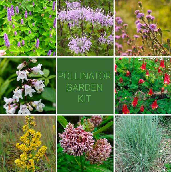 Pollinator Garden Kit – New Leaf Natives