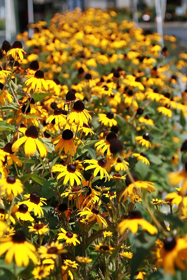 Rudbeckia fulgida - Orange Coneflower - 38 Plug Tray – New Leaf Natives