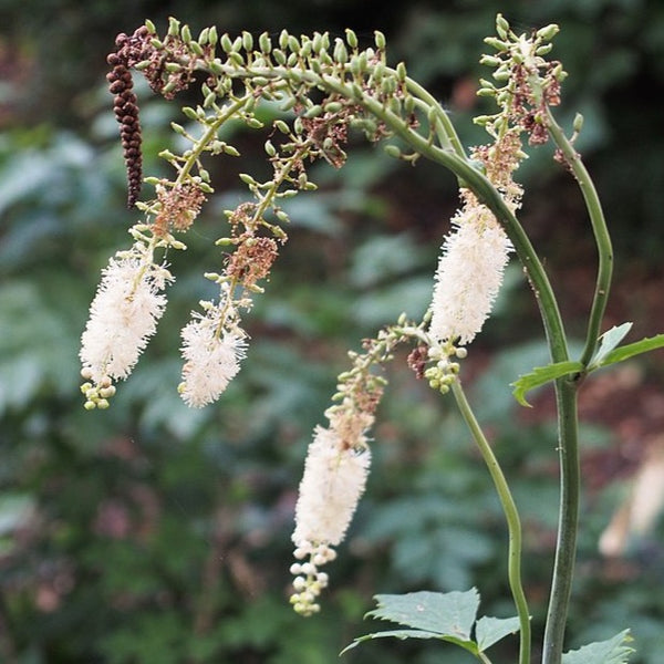 black cohosh
